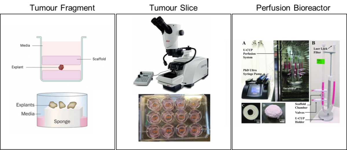 Explant and Patient-Derived Xenograft Core – CRUK – City Of London ...